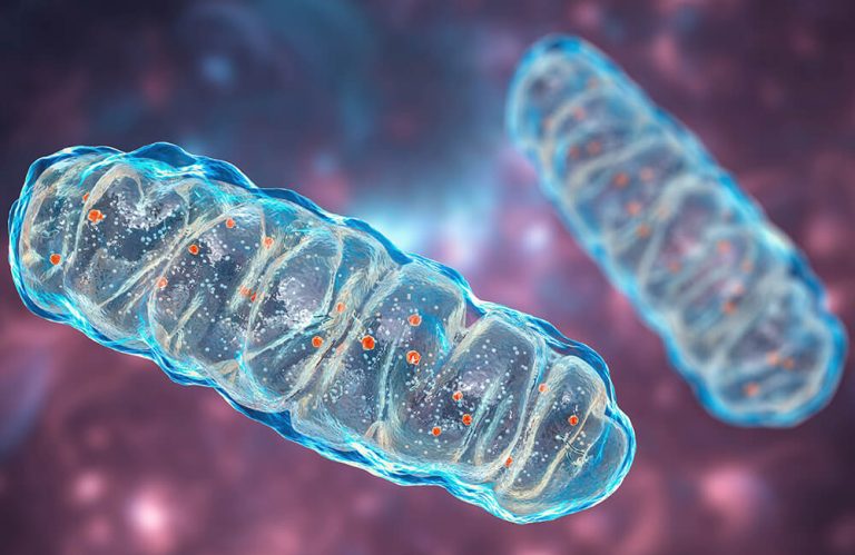 Mitochondrial DNA Tutorial - DNA Archaeology